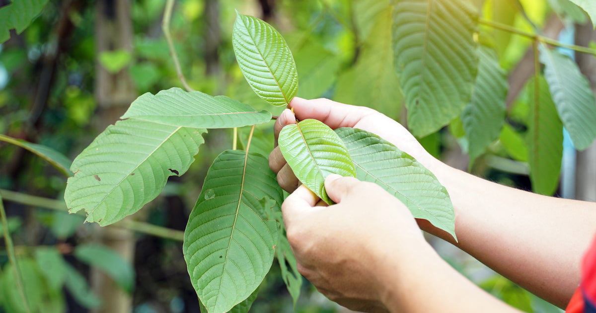 From farm to your doorstep: How is Kratom made? – Super Speciosa